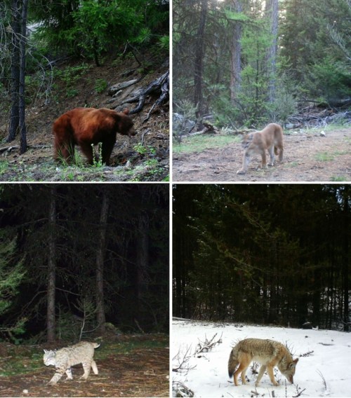 Unravelling the complexities of multi-predator systems in managed ...