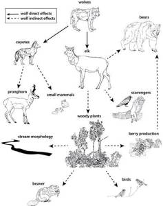 Insights from Yellowstone « Thomas Newsome