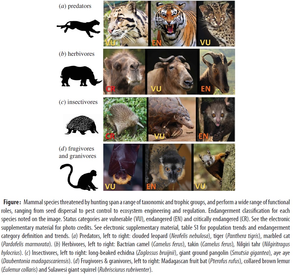 Bushmeat hunting threatens mammal populations and ecosystems, poses ...